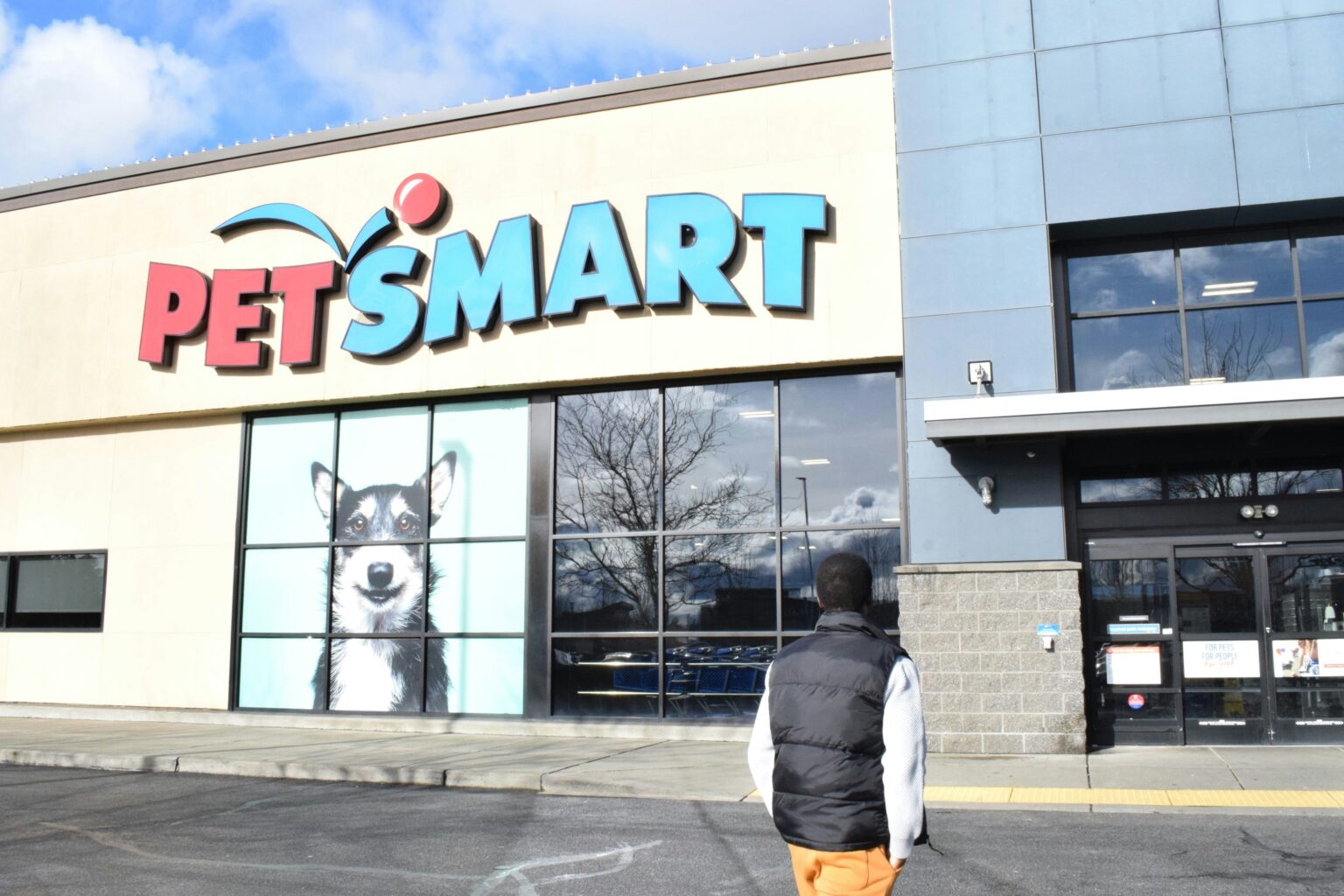 Petco or Petsmart: Which Is Better for Dog Training?