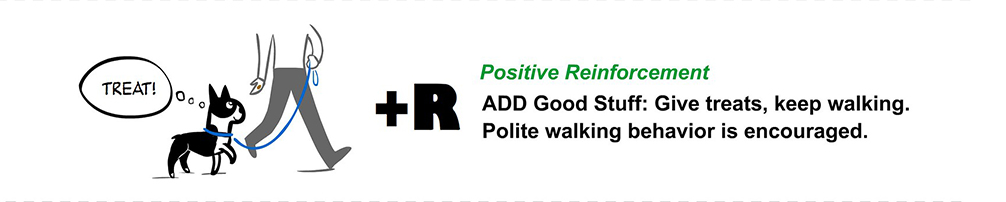 From Chaos to Calm: Using Operant Conditioning Training in Dogs