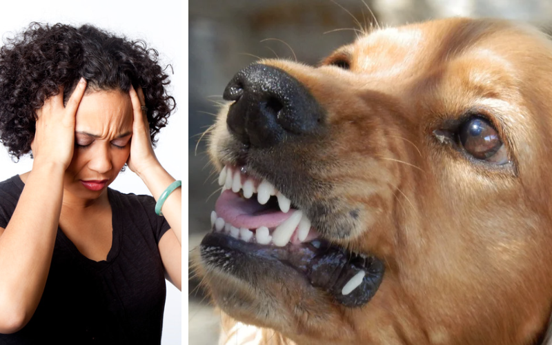 How to Identify Aggressive and Dominant Behavior