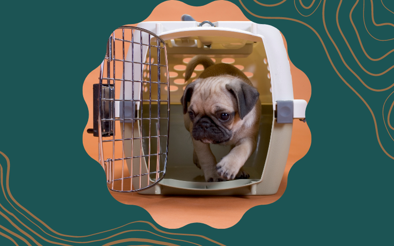 A Beginner's Guide to Crate Training