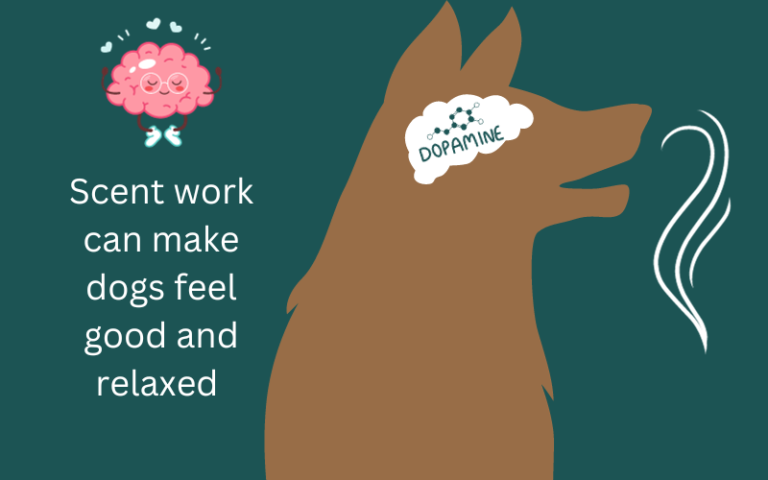 Beginner’s Guide to Scent Work: Train Your Dog to Use Their Nose