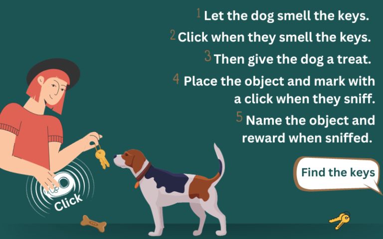 Beginner’s Guide to Scent Work: Train Your Dog to Use Their Nose