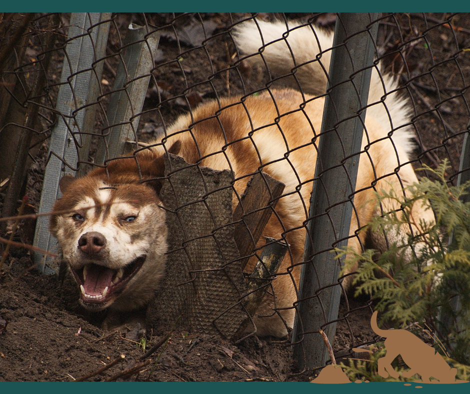 The Escape Artist Dog: Prevent the Great Escape