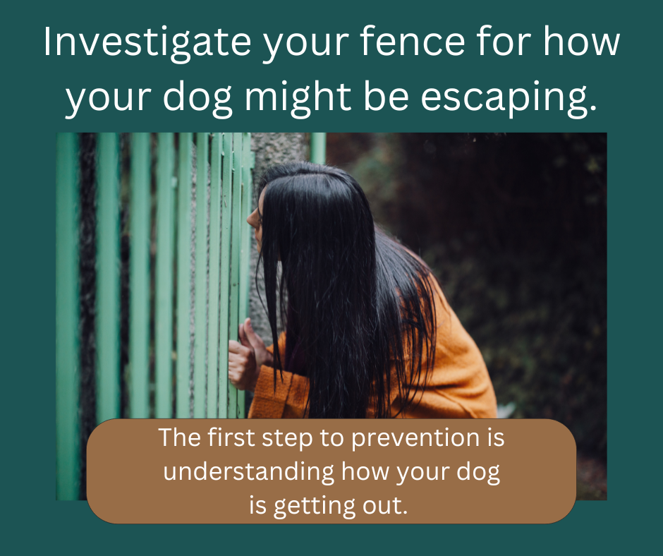 The Escape Artist Dog: Prevent the Great Escape