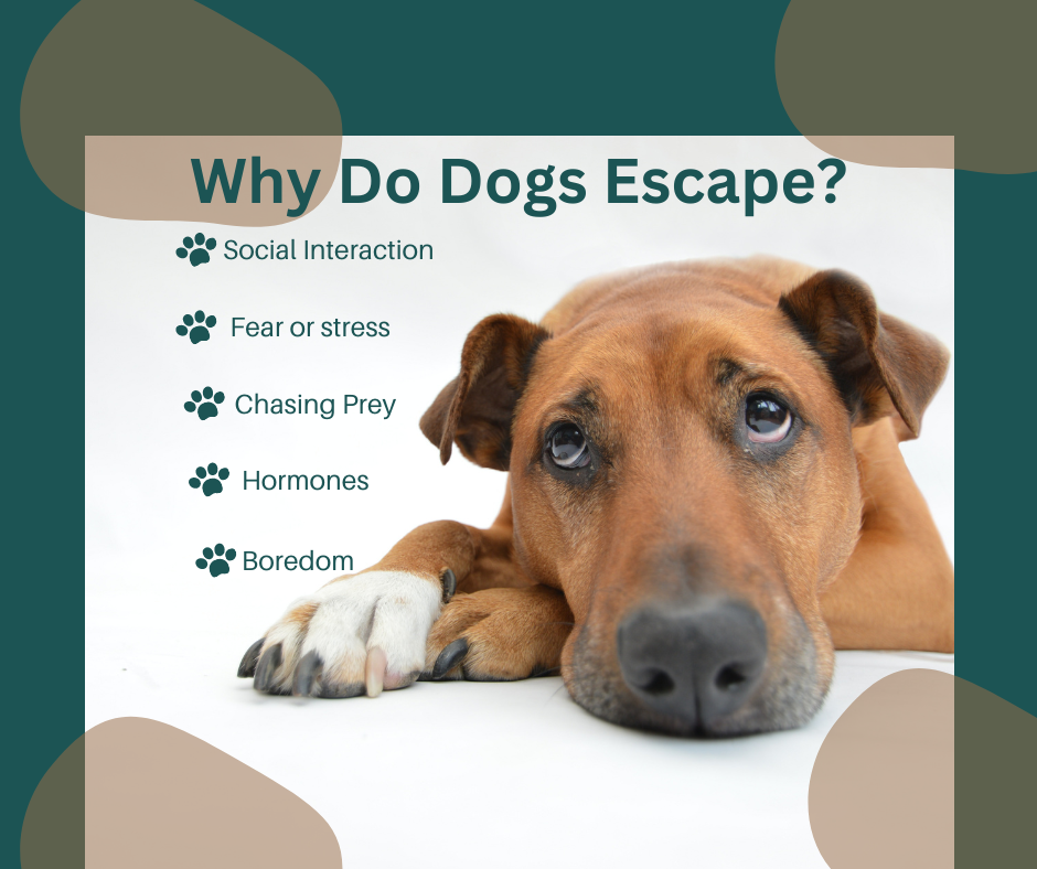 The Escape Artist Dog: Prevent the Great Escape