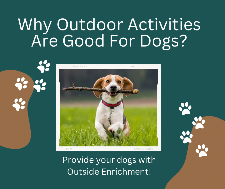 The Ultimate Guide to Outdoor Dog Activities