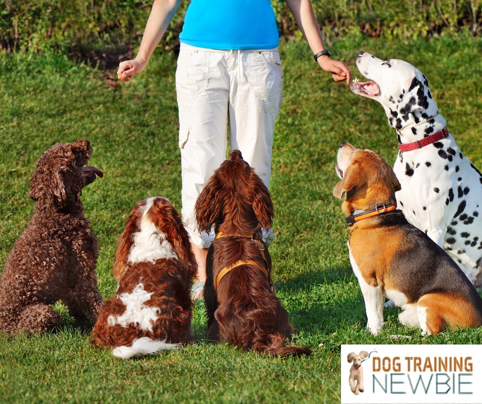 Total Dog Recall Training: Teach Your Dog to Come