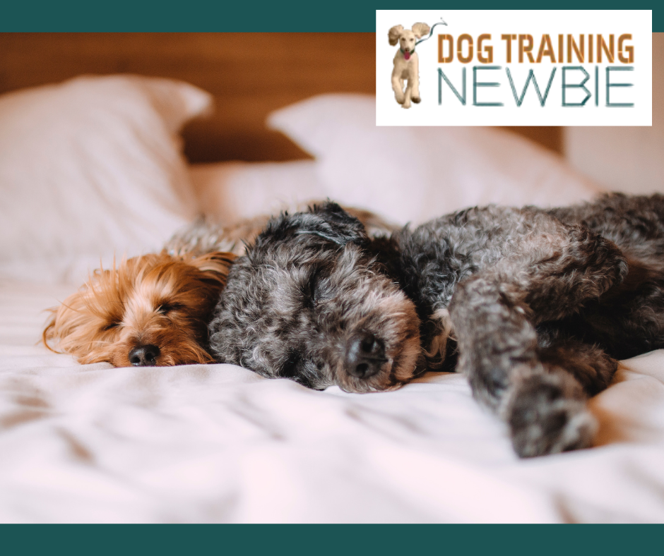 The Art of Doing Nothing: And How it Can Help Your Dog