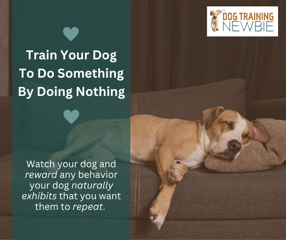 The Art of Doing Nothing: And How it Can Help Your Dog